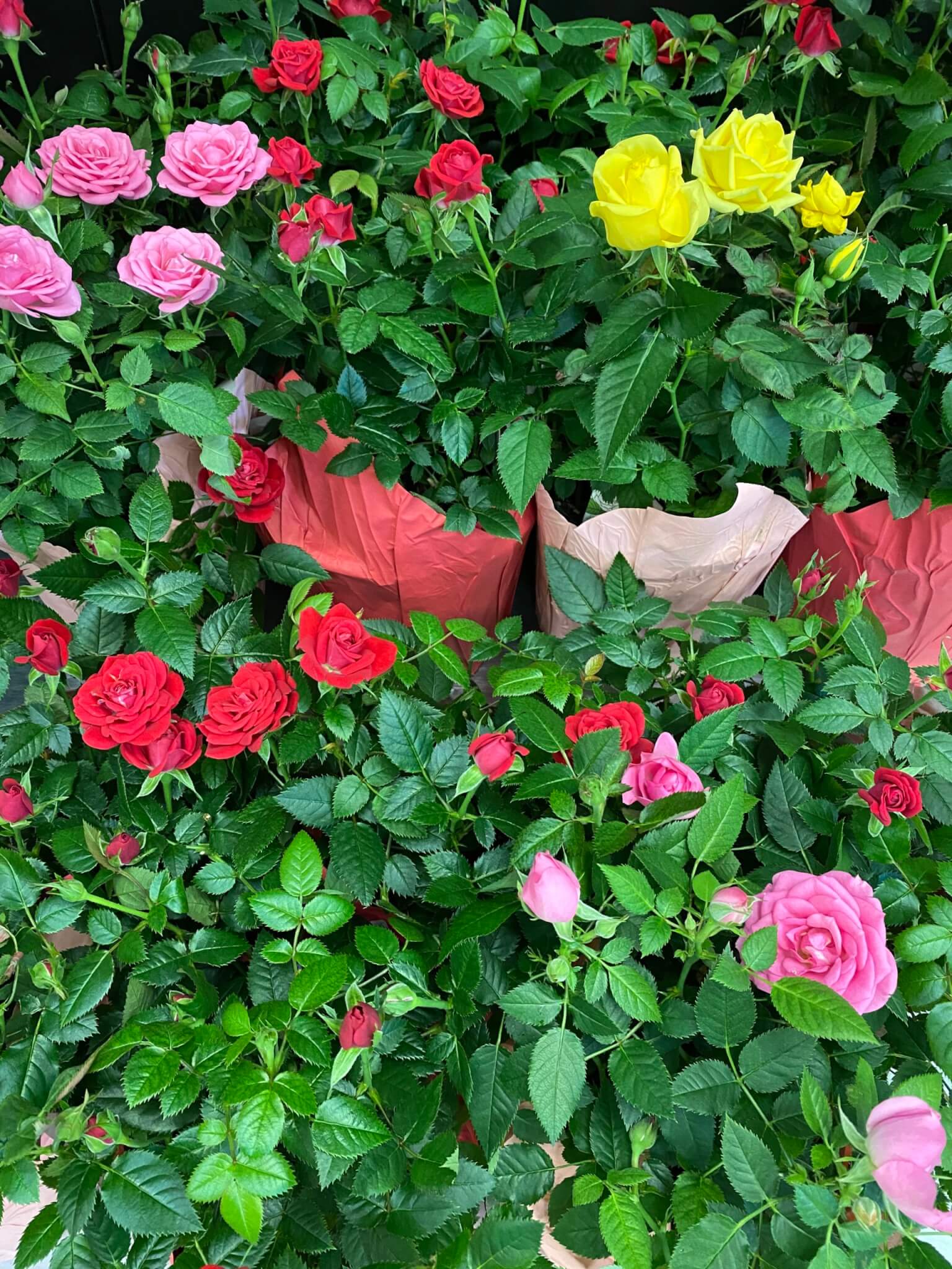 The secret meaning behind your Valentine’s Day flowers – Spoke